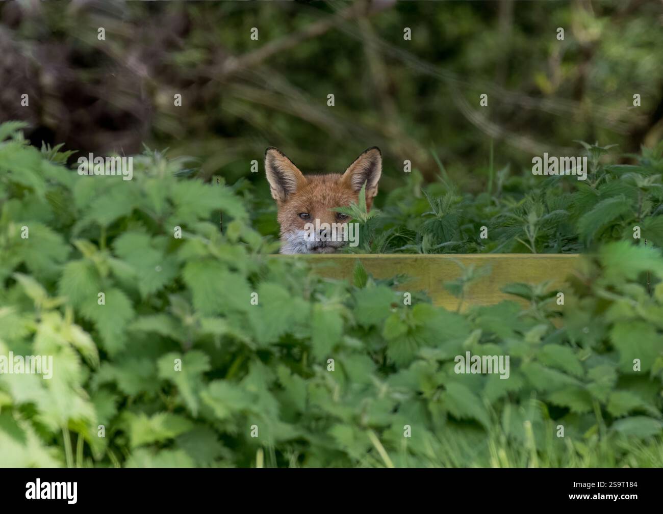 A rural adult fox (Vulpes vulpes) peeping over the post and rail fence ...