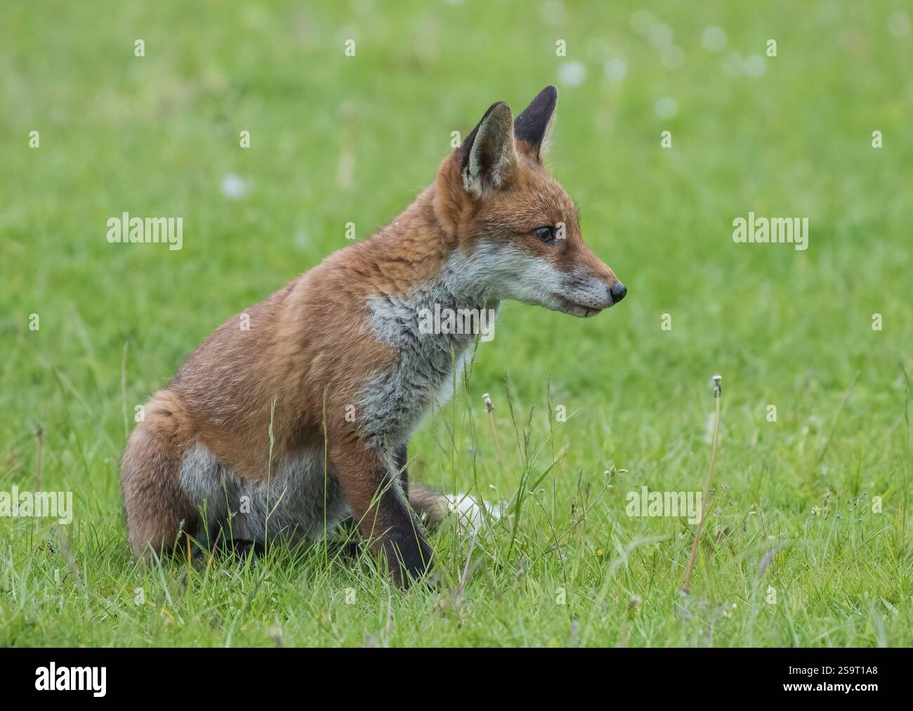 A young red fox cub (Vulpes vulpes) Reddish fur . Sitting sideways to ...