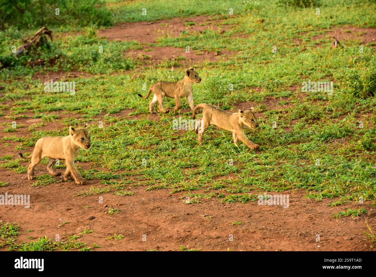 Three lion cubs (Panthera leo) run after their mother in the savannah ...