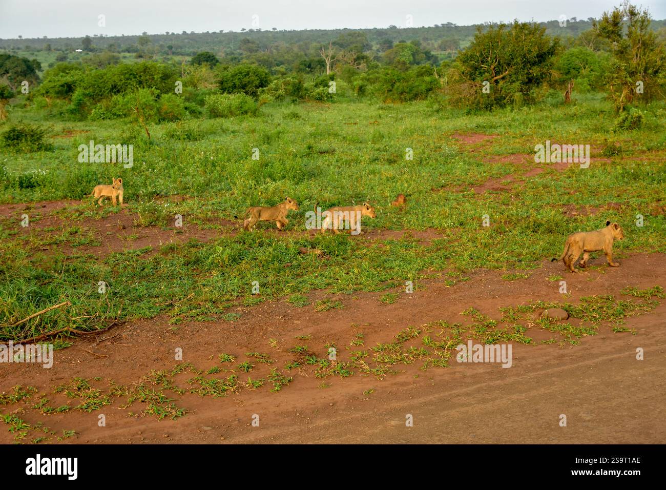 Four lion cubs (Panthera leo) run after their mother in the savannah ...