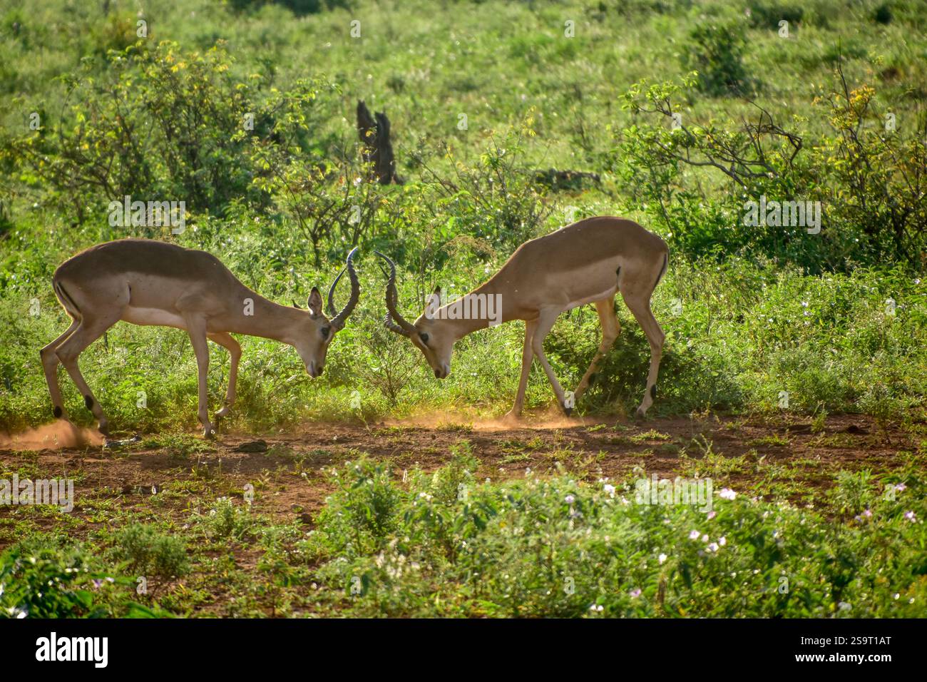 Impala young kruger national hi-res stock photography and images - Alamy