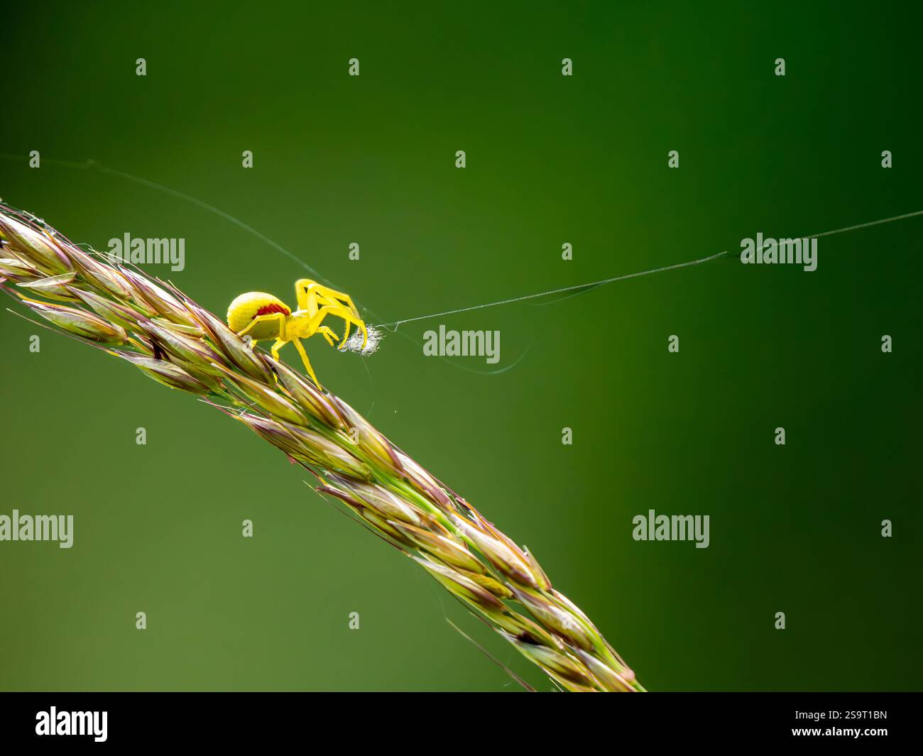 Yellow Crab Spider Throwing Silk Stock Photo - Alamy