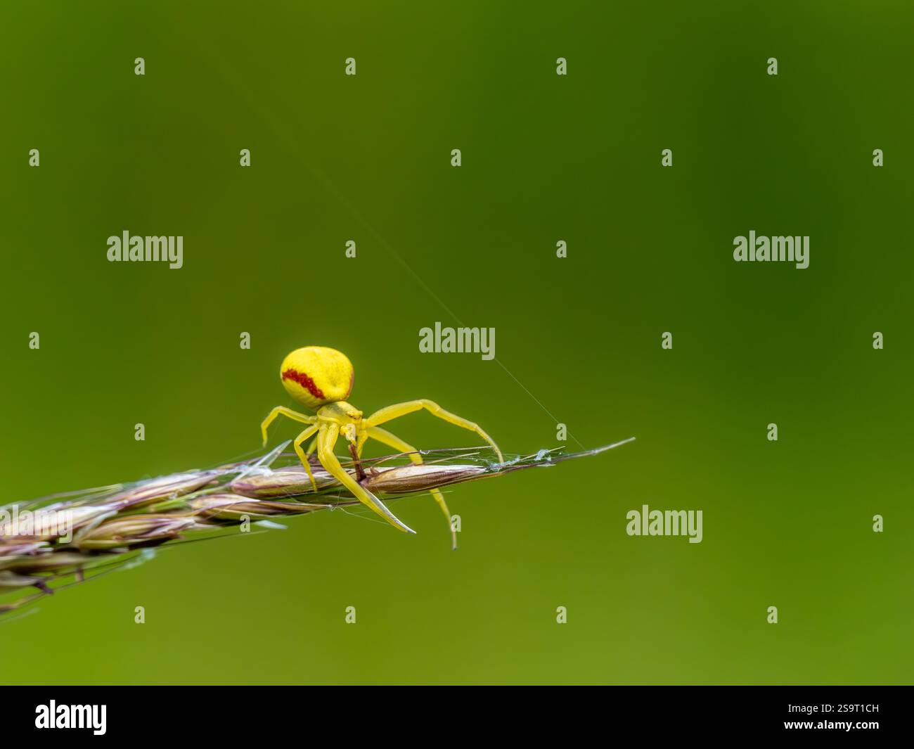 Yellow Crab Spider Throwing Silk Stock Photo - Alamy