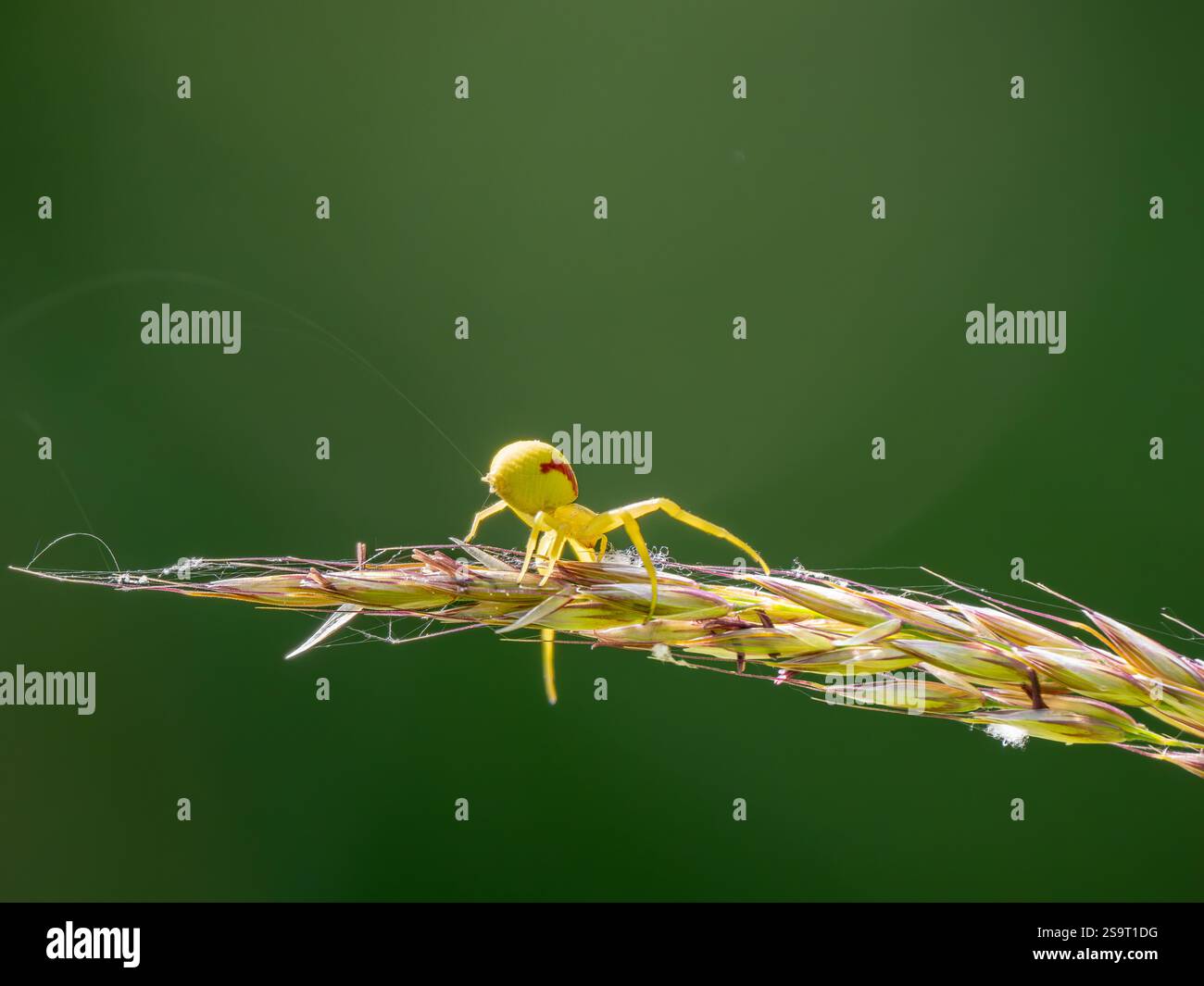 Yellow Crab Spider Throwing Silk Stock Photo - Alamy