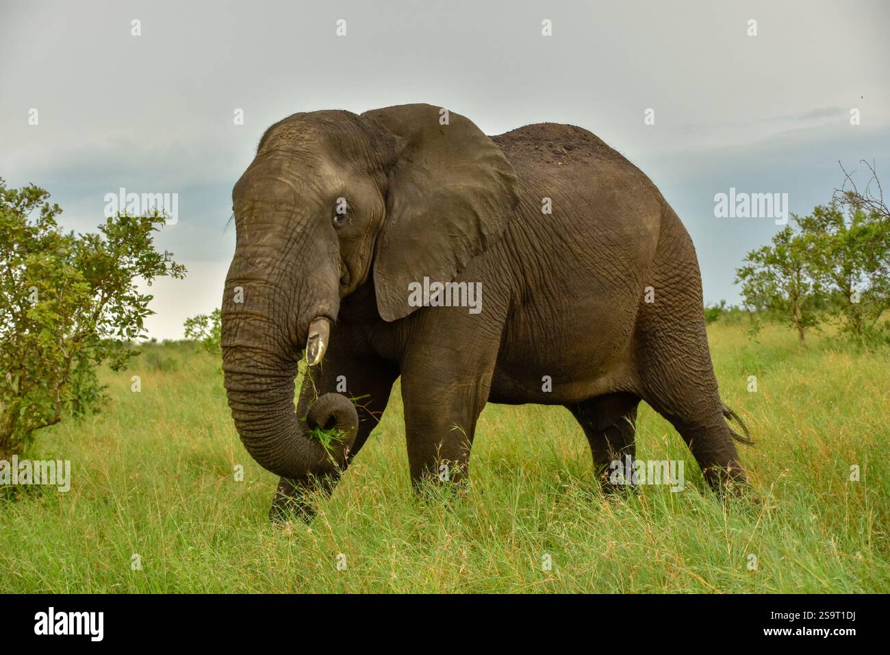 A huge nervous elephant (loxodonta africana) in the wild - Kruger ...