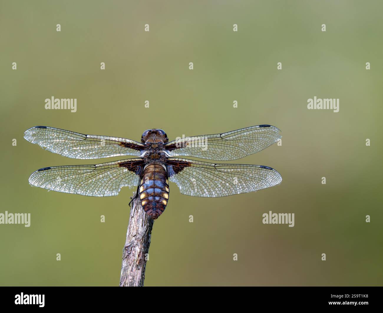 Aged Female Broad-bodied Chaser Dragonfly Stock Photo - Alamy