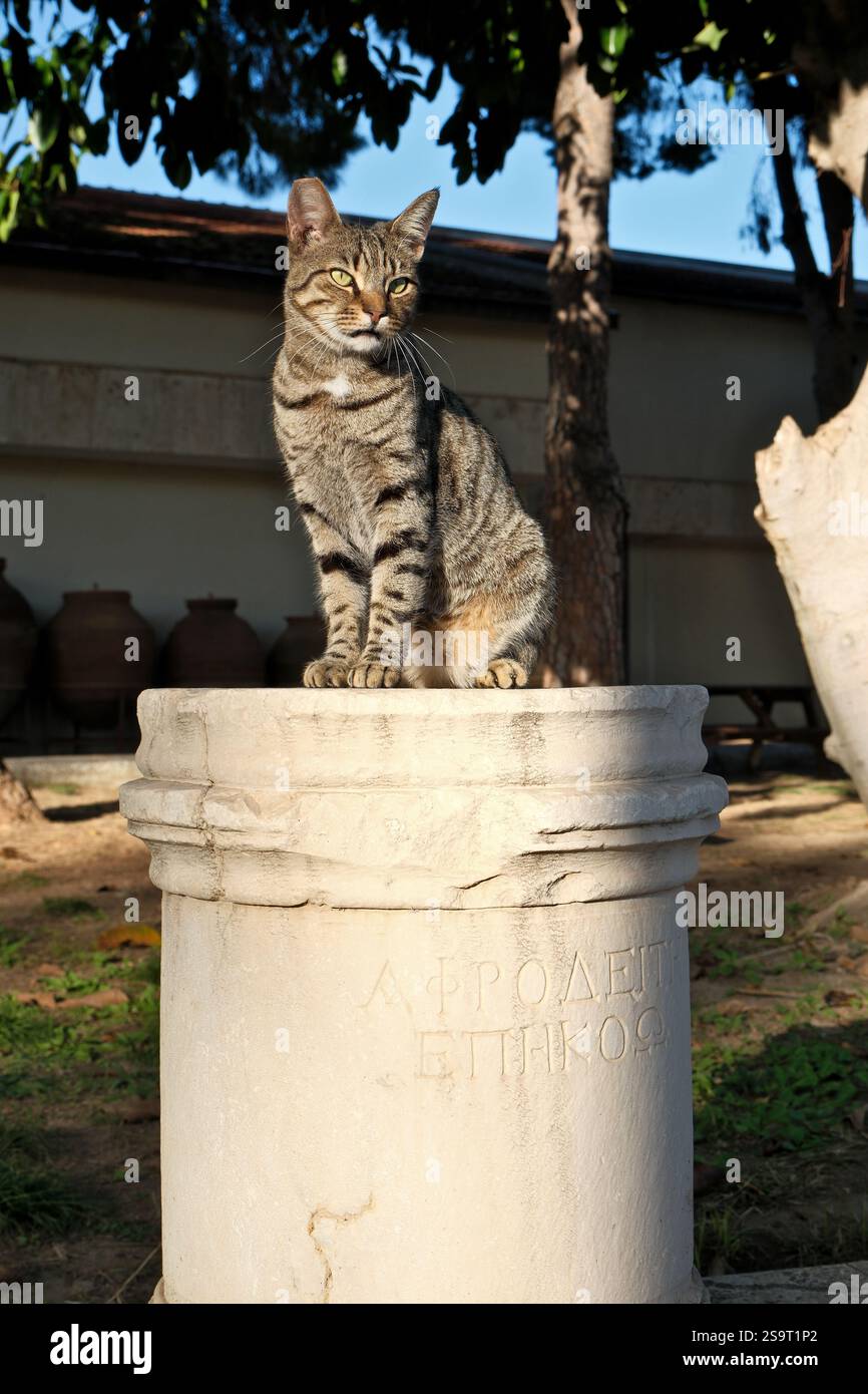 Tabby cat sitting on a column in the Antalya Archaeological Museum ...