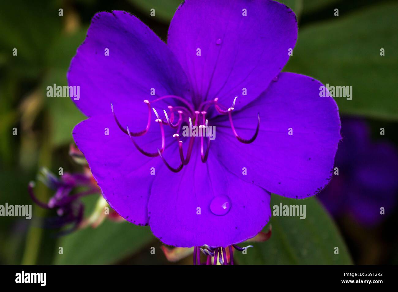 The brilliant purple flower of a Glory Bush, Tibouchina Urvilleanum ...