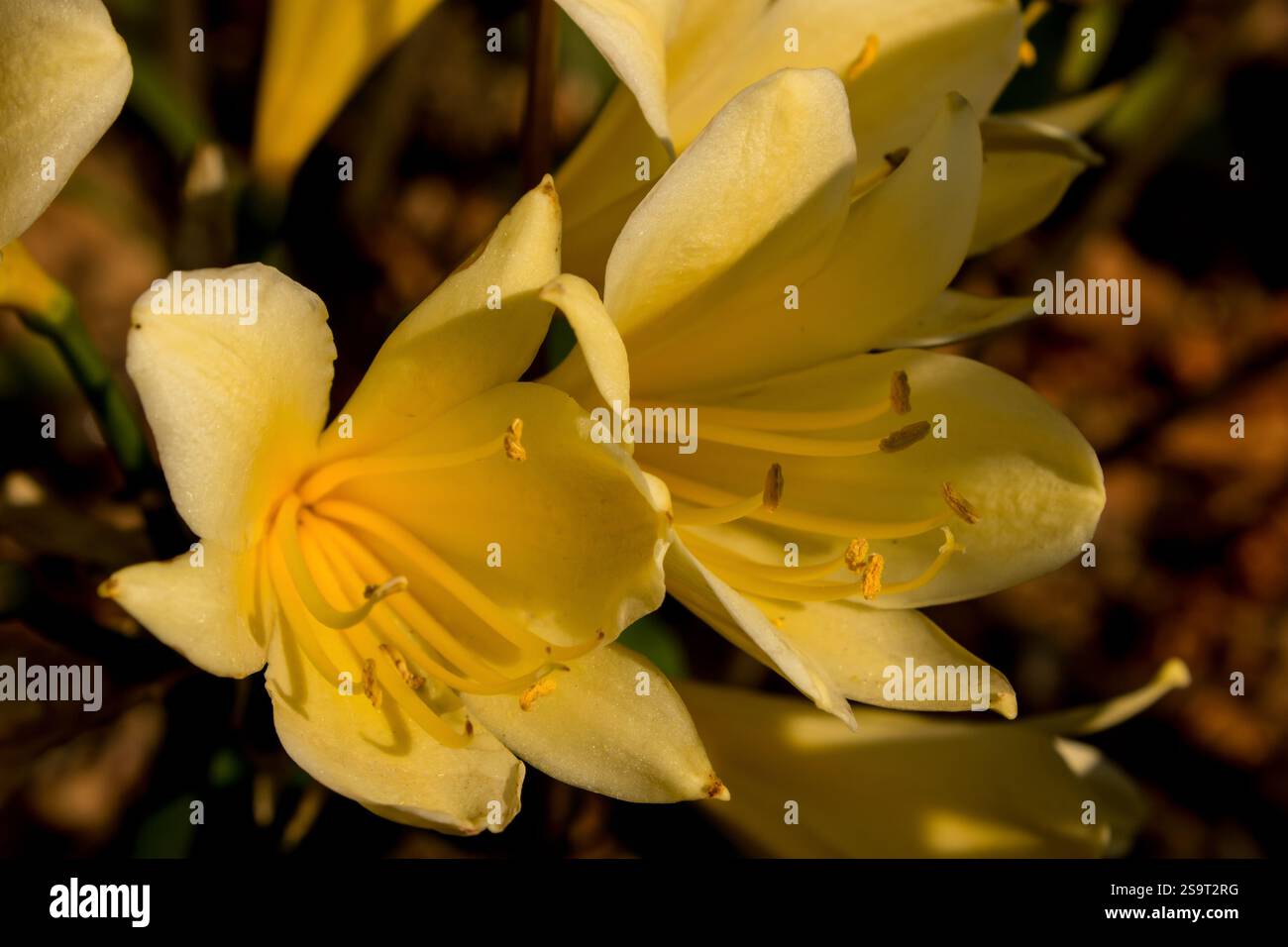 View of the flowers of the yellow variety of a Clivia, Clivia Miniata ...