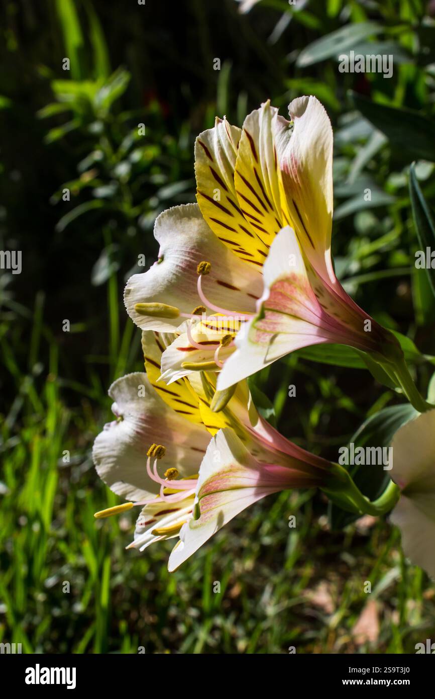Inca lily hi-res stock photography and images - Alamy