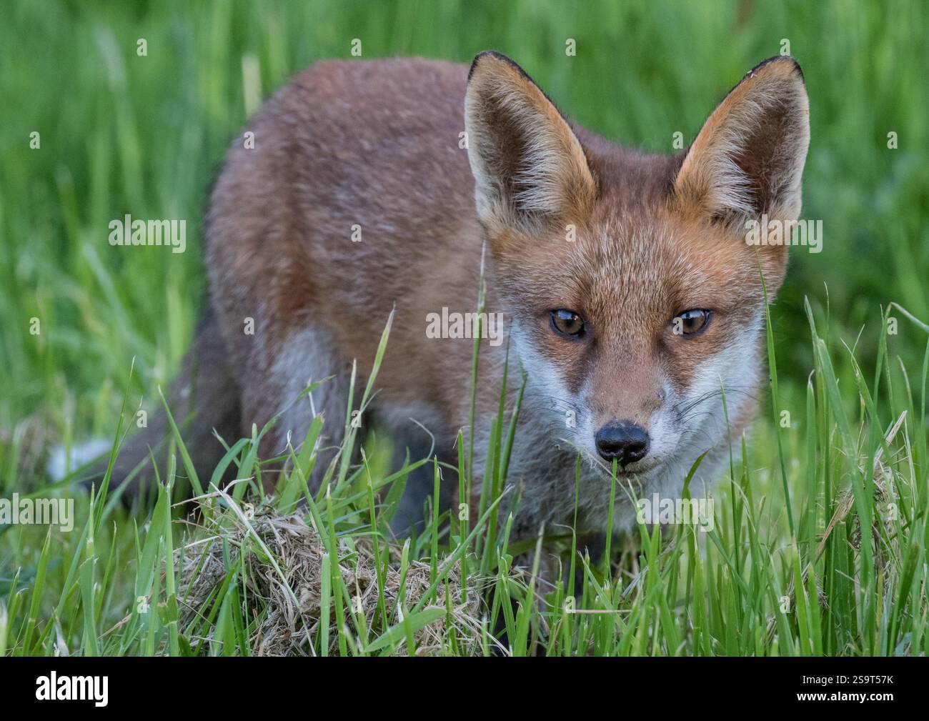 Fox looking up hi-res stock photography and images - Alamy