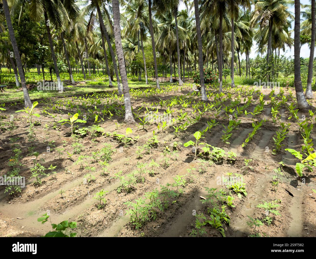 Young turmeric plants (Curcuma longa ) in between the coconut trees, in ...