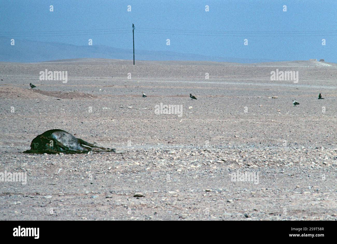Carcass of a donkey, vultures waiting their turn, plateau, Syrian ...