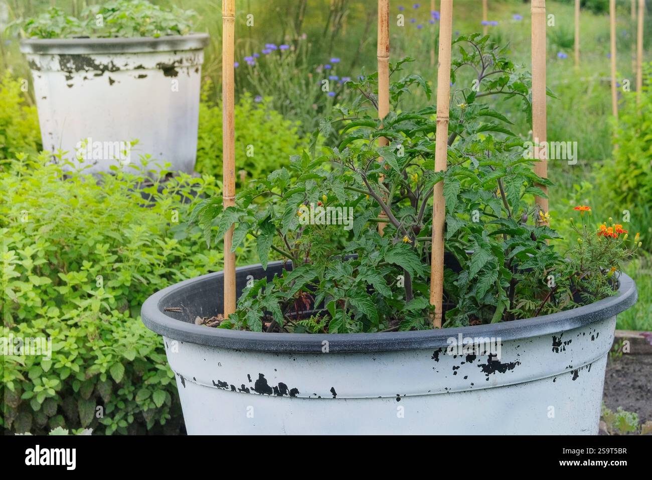 Container gardening. Tomato growing in box. Organic vegetables grown in a rural garden Stock ...