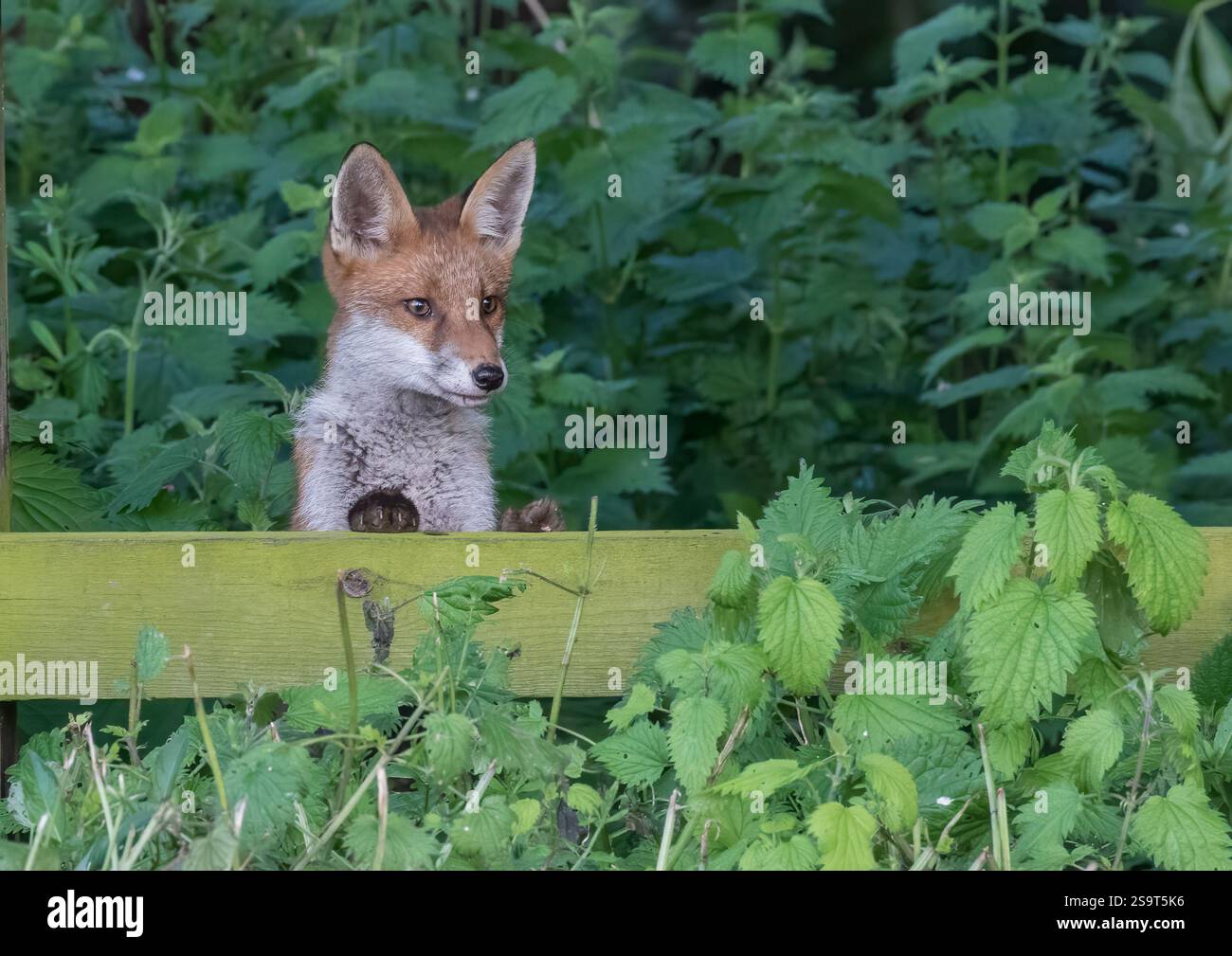 A brave young rural fox (Vulpes vulpes) close to the camera, climbing ...