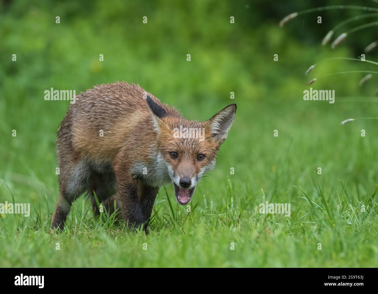 A rather wet young rural fox (Vulpes vulpes) mouth open , close to the ...