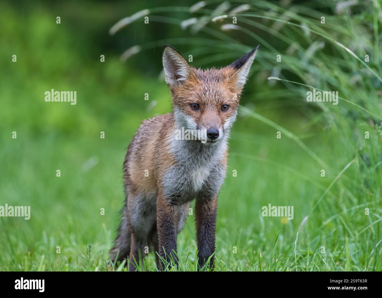 A rather wet young rural fox (Vulpes vulpes) getting very close to the ...
