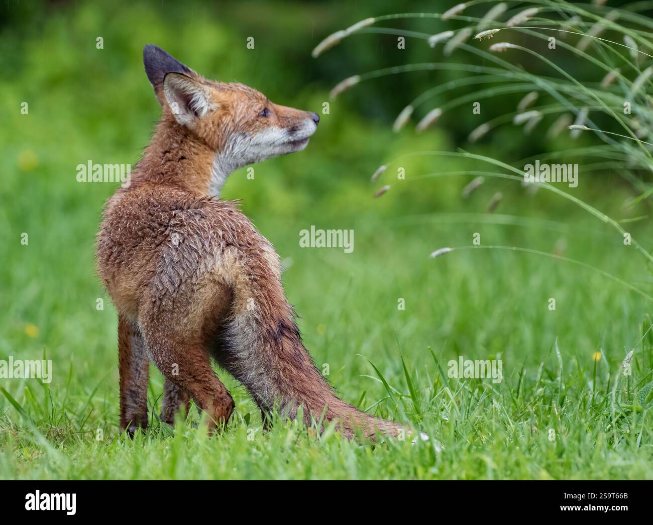 A rather wet young rural fox (Vulpes vulpes) getting very close to the ...