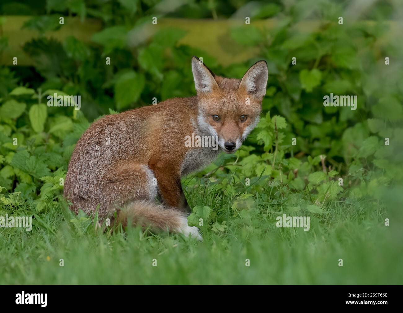 A young red fox cub (Vulpes vulpes) Reddish fur . Sitting sideways to ...