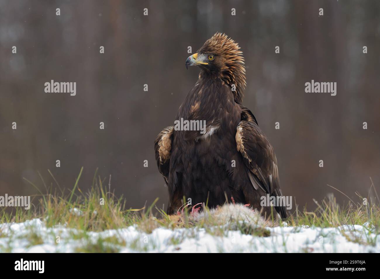 Golden eagle Aquila chrysaetos wildlife prey nature predator beautiful ...