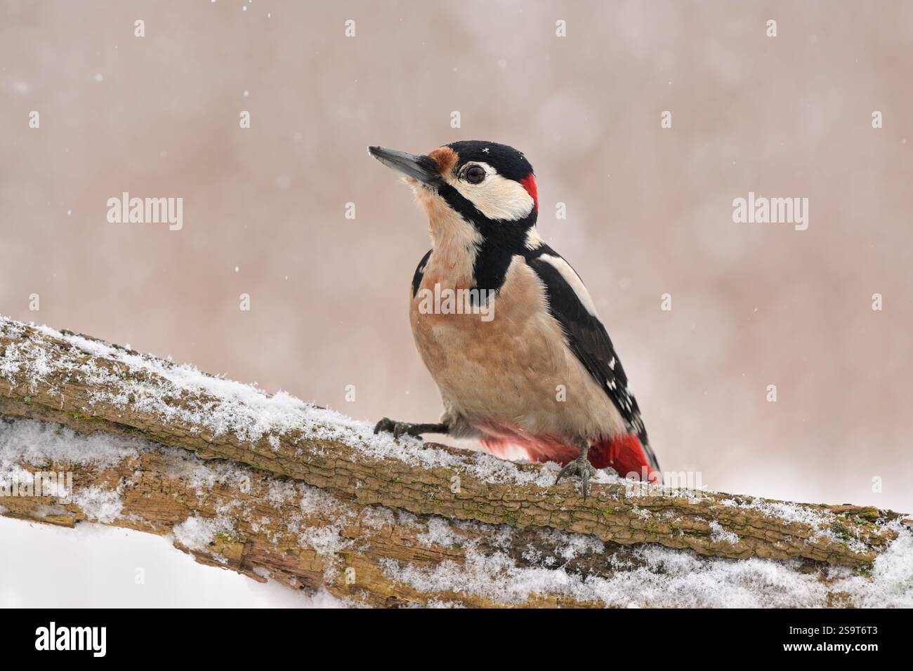 Great spotted woodpecker Dendrocopos major bird songbird wildlife ...
