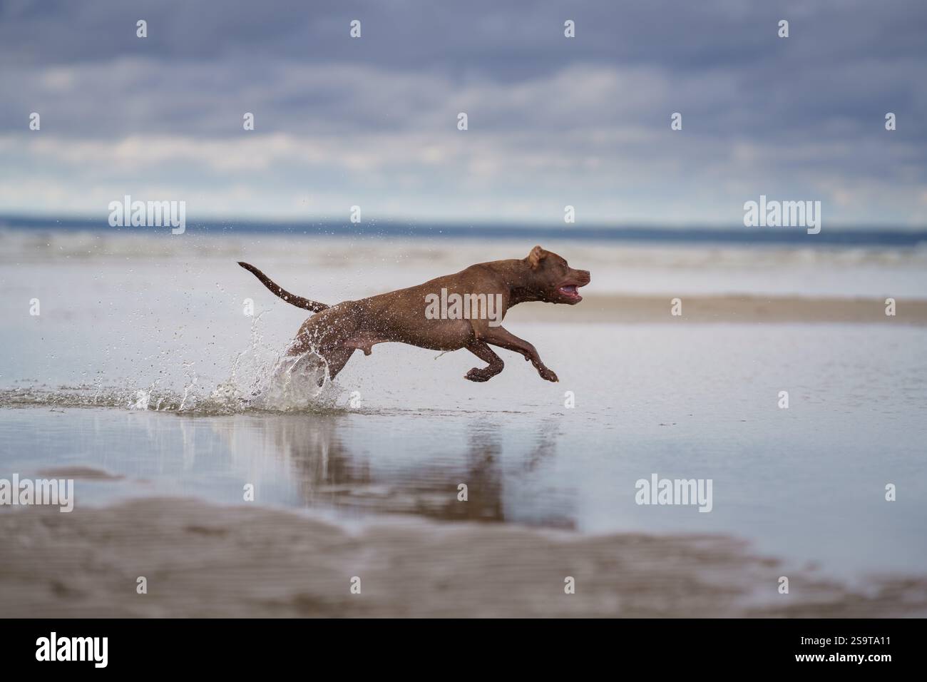 dog running on water on beach. active pit bull terrier outdoors Stock ...