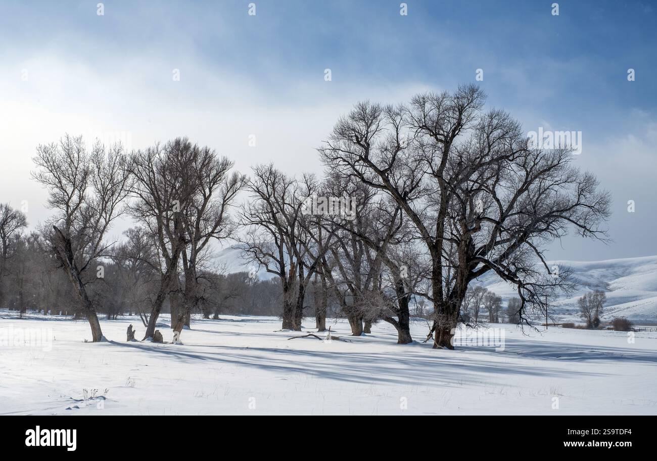 January 20, 2025: A strong arctic air mass brings frigid temperatures ...