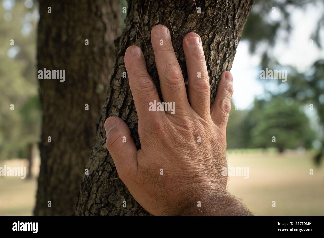 Touch tree trunk hi-res stock photography and images - Alamy