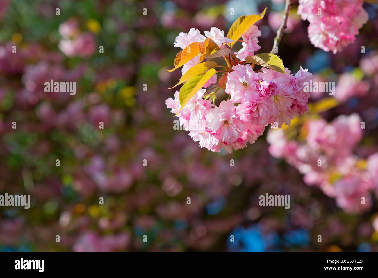 Pink Cherry blossom in spring Stock Photo - Alamy