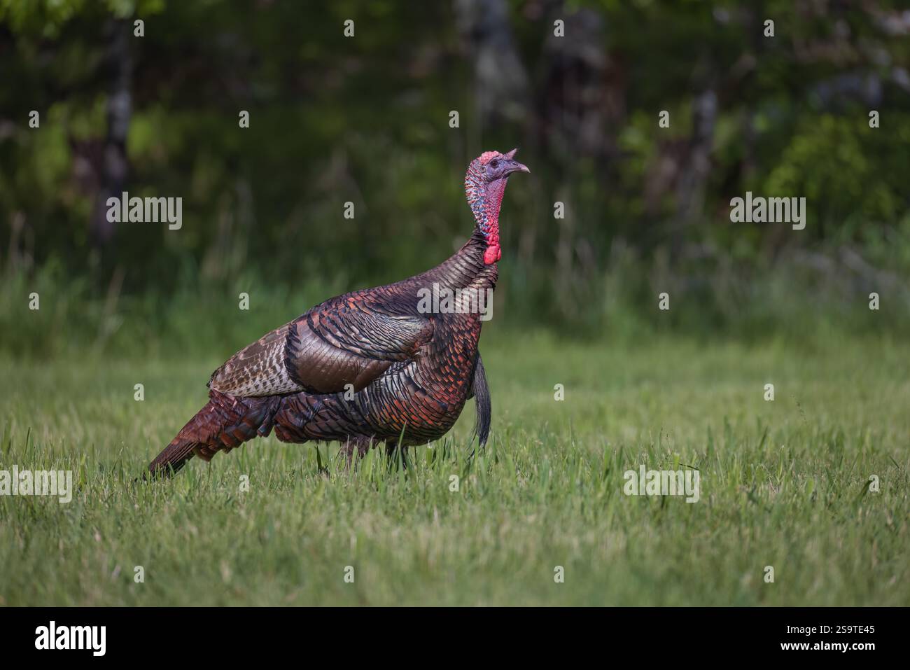 Tom turkey in northern Wisconsin Stock Photo - Alamy