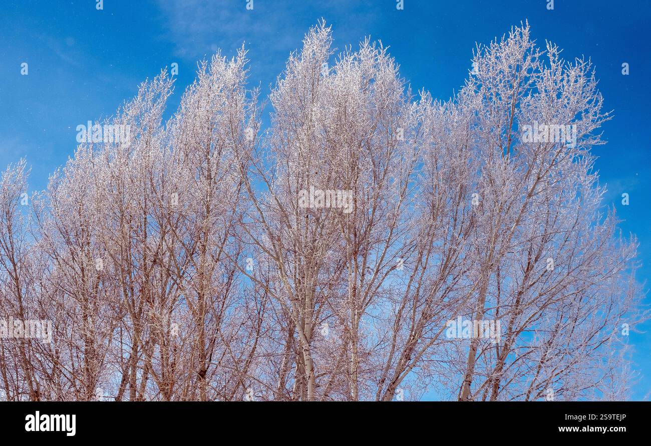 January 20, 2025: Ice tipped trees and deep blue skies are a result of ...