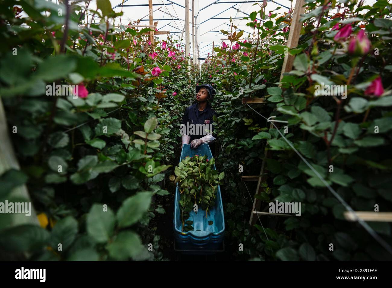 A worker cuts flowers intended for export to the U.S. at a farm in Chia ...
