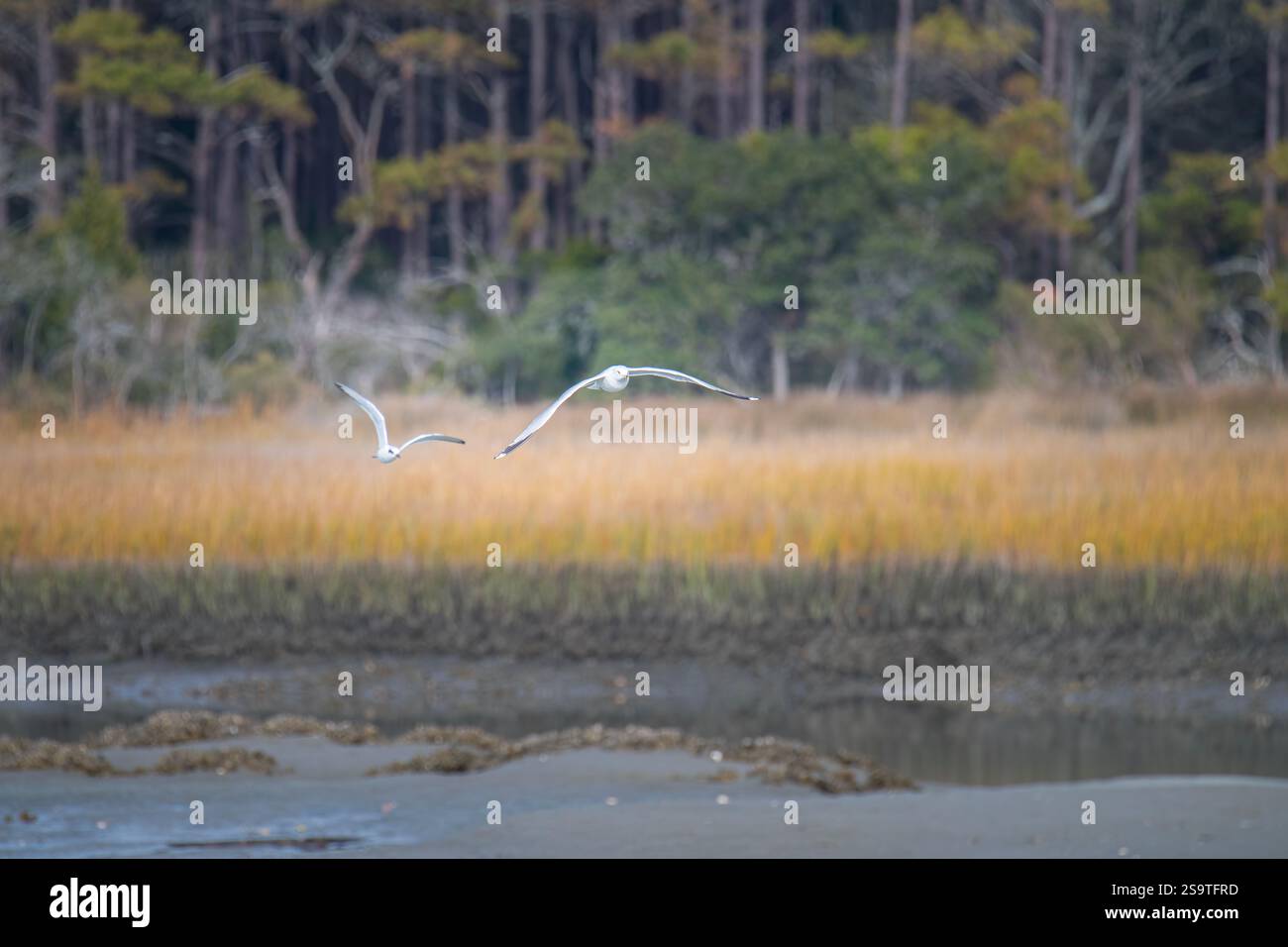Ring Billed Gulls Fly over a Salt Marsh Stock Photo - Alamy