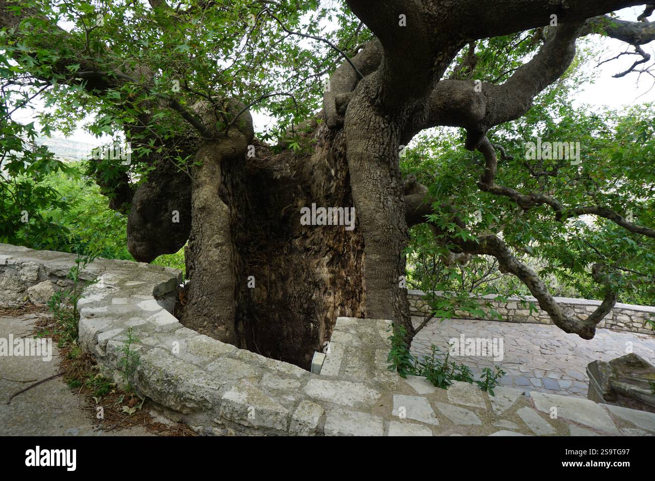 The trunk of a very old tree in Crete, Greece Stock Photo - Alamy