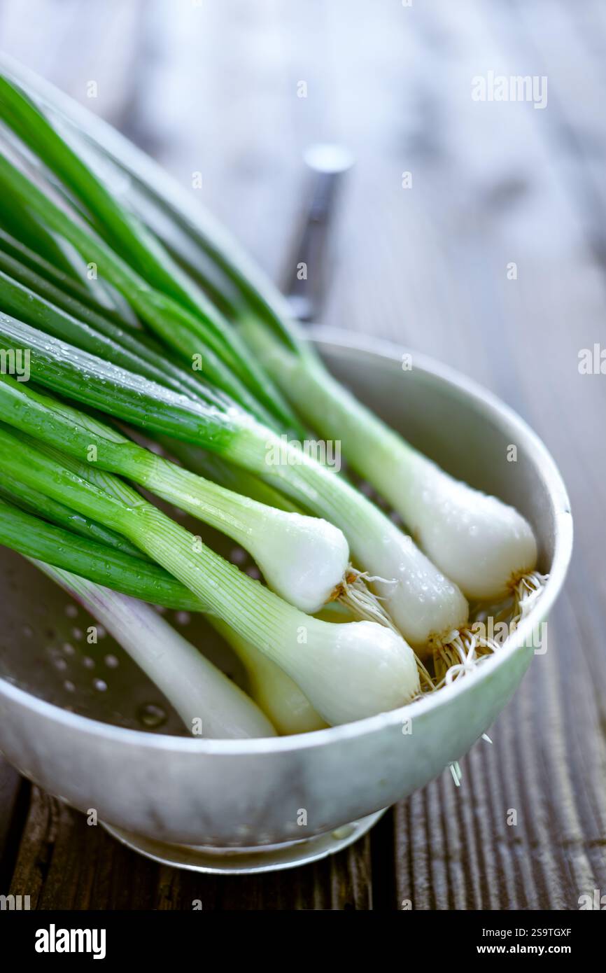 Bunch of young onion sprouts placed in a metal colander close up. Young ...