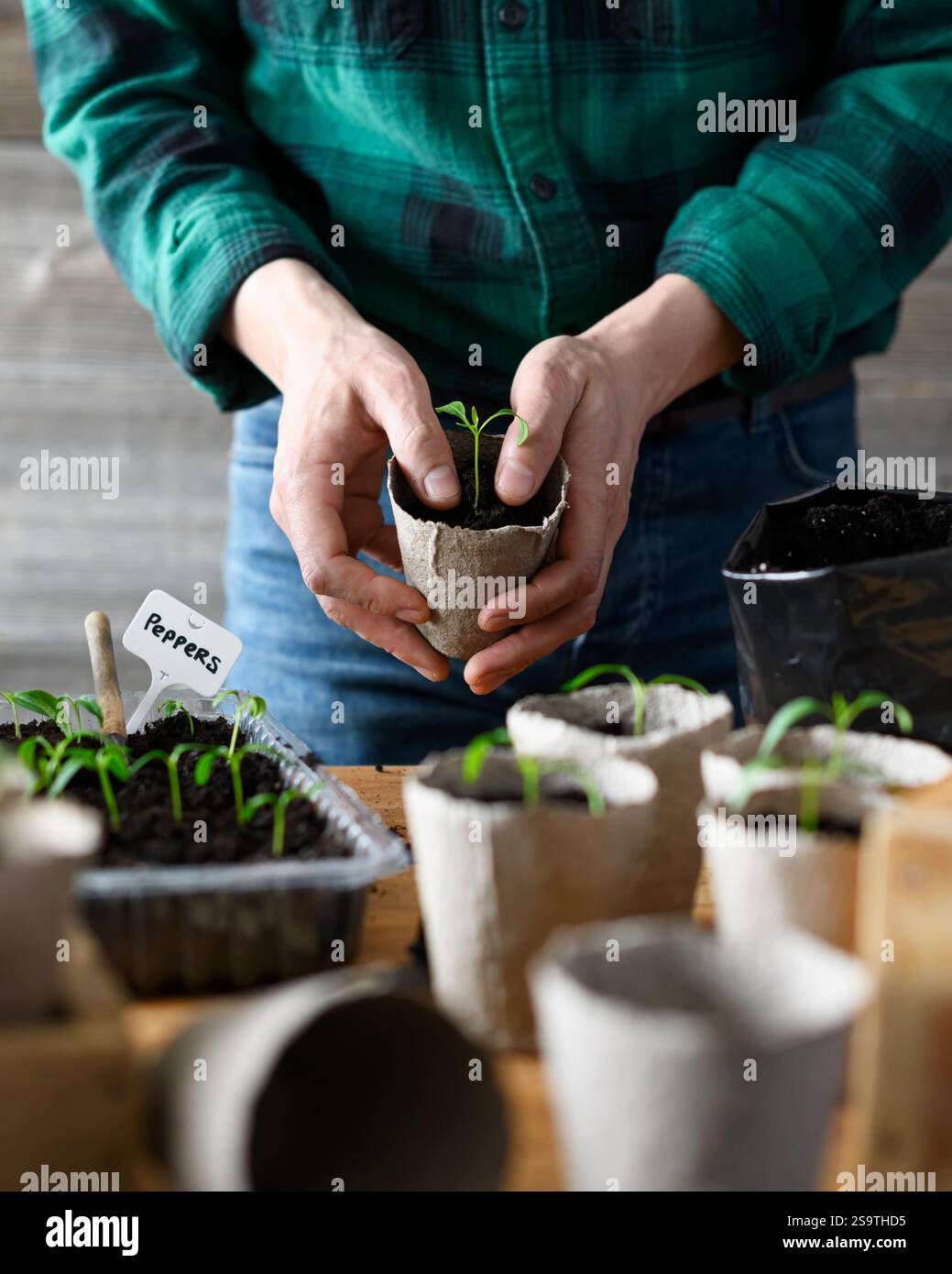 A gardener plants pepper seedlings in peat cups. Preparing plants for growing in open ground ...
