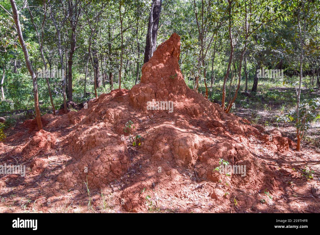 A large termite mound under a tree in a nature reserve in Zimbabwe ...