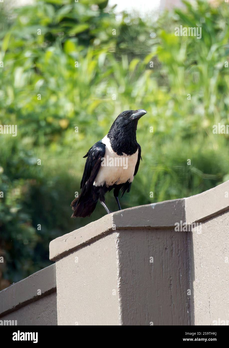 pied crow, Schildrabe, Corbeau pie, Corvus albus, pajzsos varjú, Uganda, East Africa Stock Photo ...