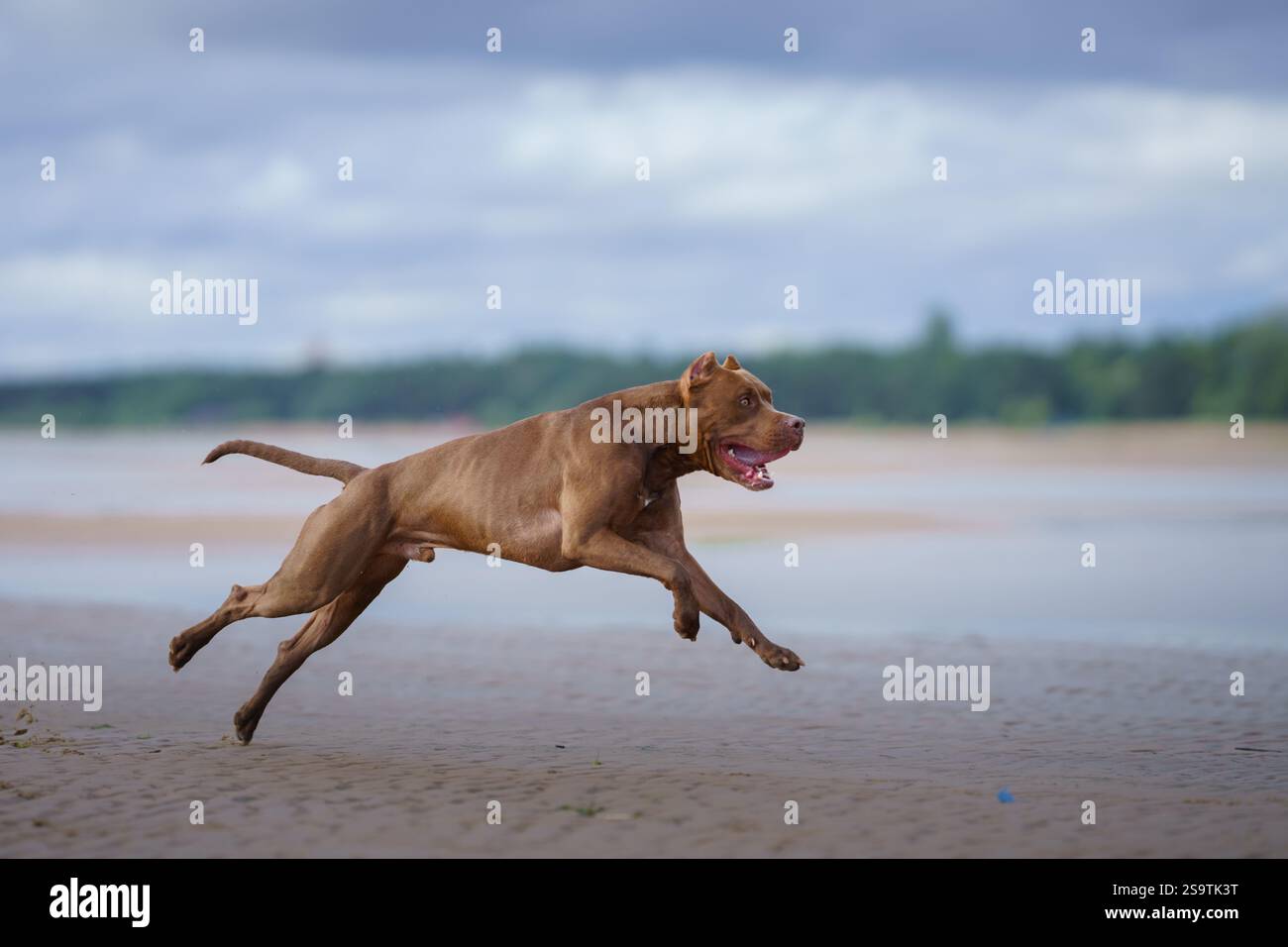 dog running on water on beach. active pit bull terrier outdoors Stock ...