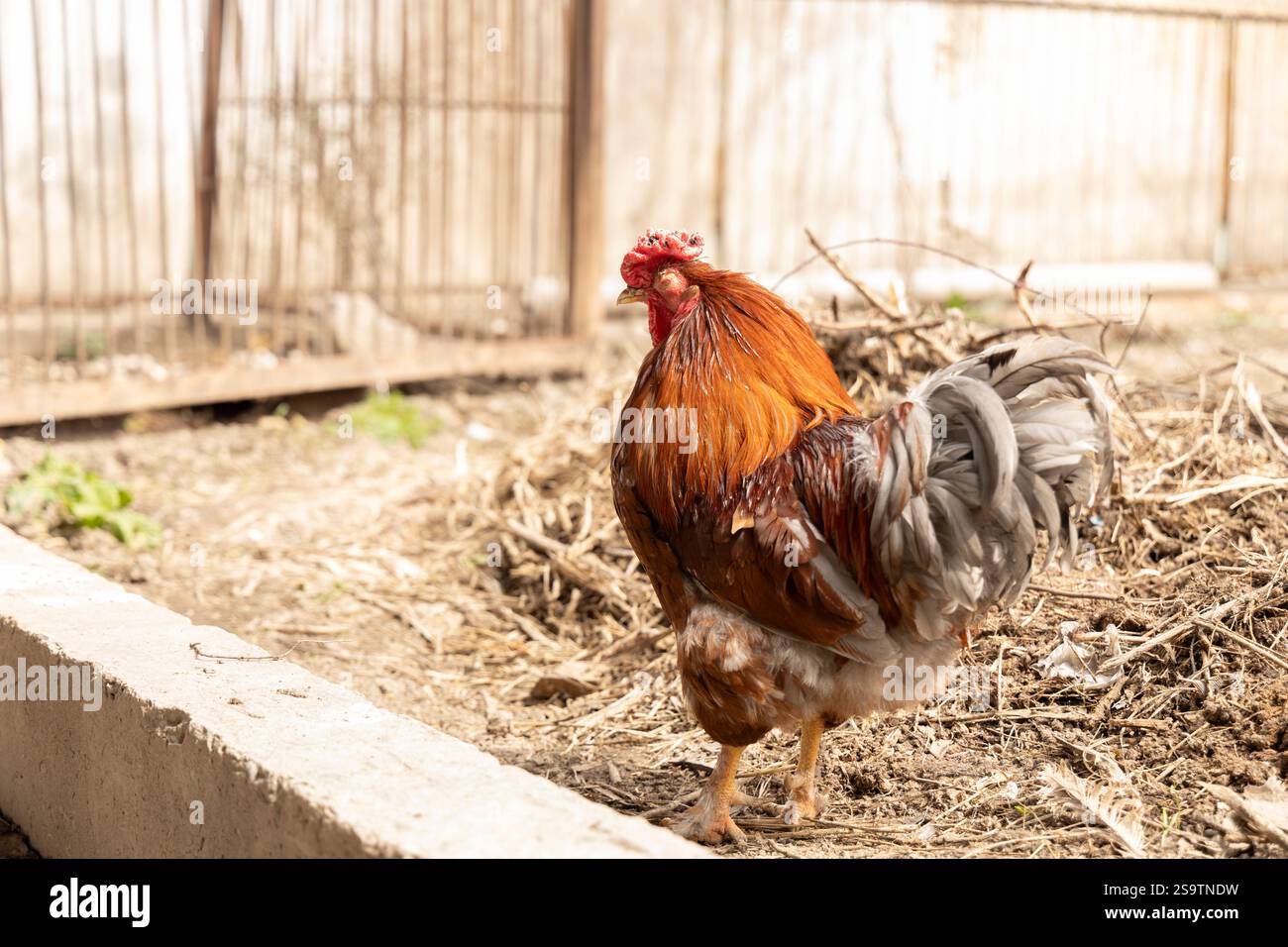 A close-up of a ginger rooster with a unique feature one missing eye ...