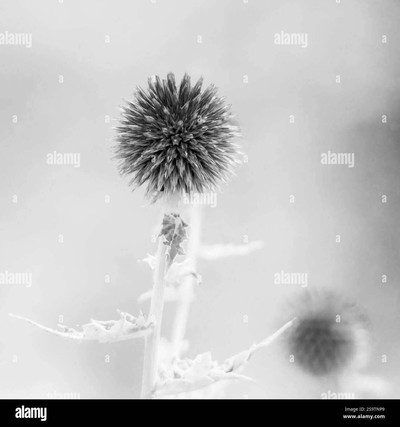 A thistle plant showcases a round, spiky flower head against a gently ...