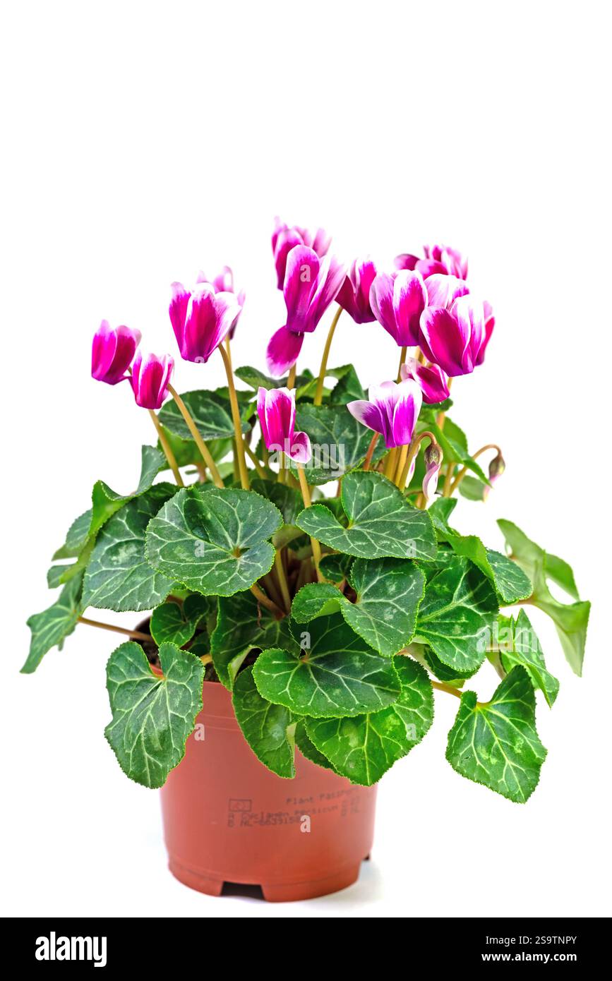 Indoor cyclamen in a flower pot Stock Photo - Alamy