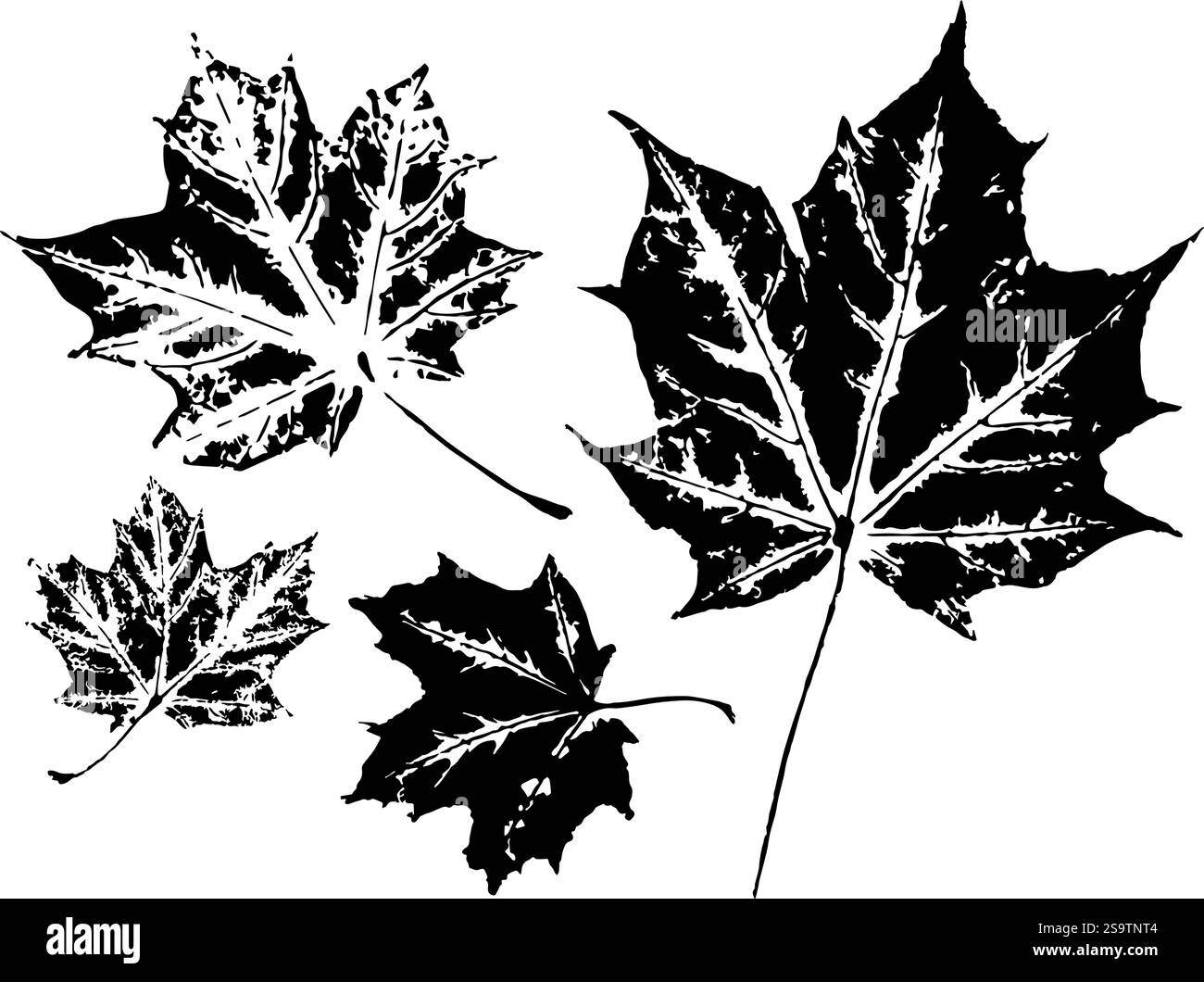 Stylized black and white illustration of maple leaves in various sizes ...