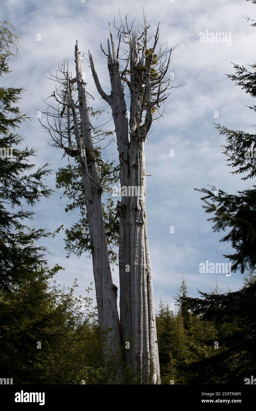 Westren red cedar hi-res stock photography and images - Alamy