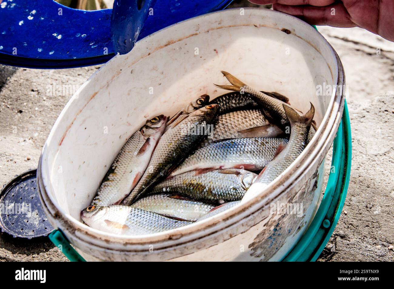 Bucket of fresh, freshly caught fish standing next to fisherman Stock ...