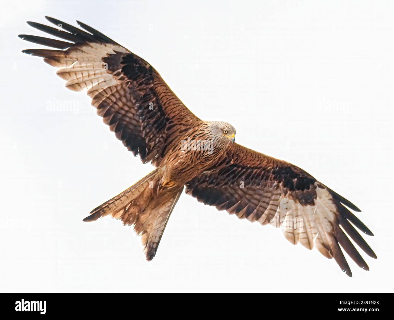 Milvus red kite bird Cut Out Stock Images & Pictures - Alamy