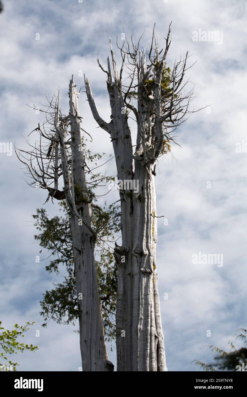 The Duncan tree, the worlds largest Red cedar tree Stock Photo - Alamy