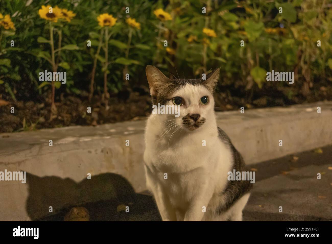 Nocturnal blooming hi-res stock photography and images - Alamy