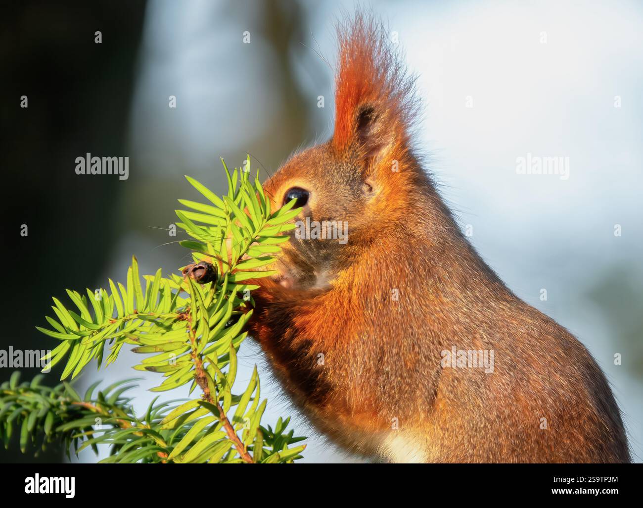 Squirrel examines a fir tree for food Stock Photo - Alamy