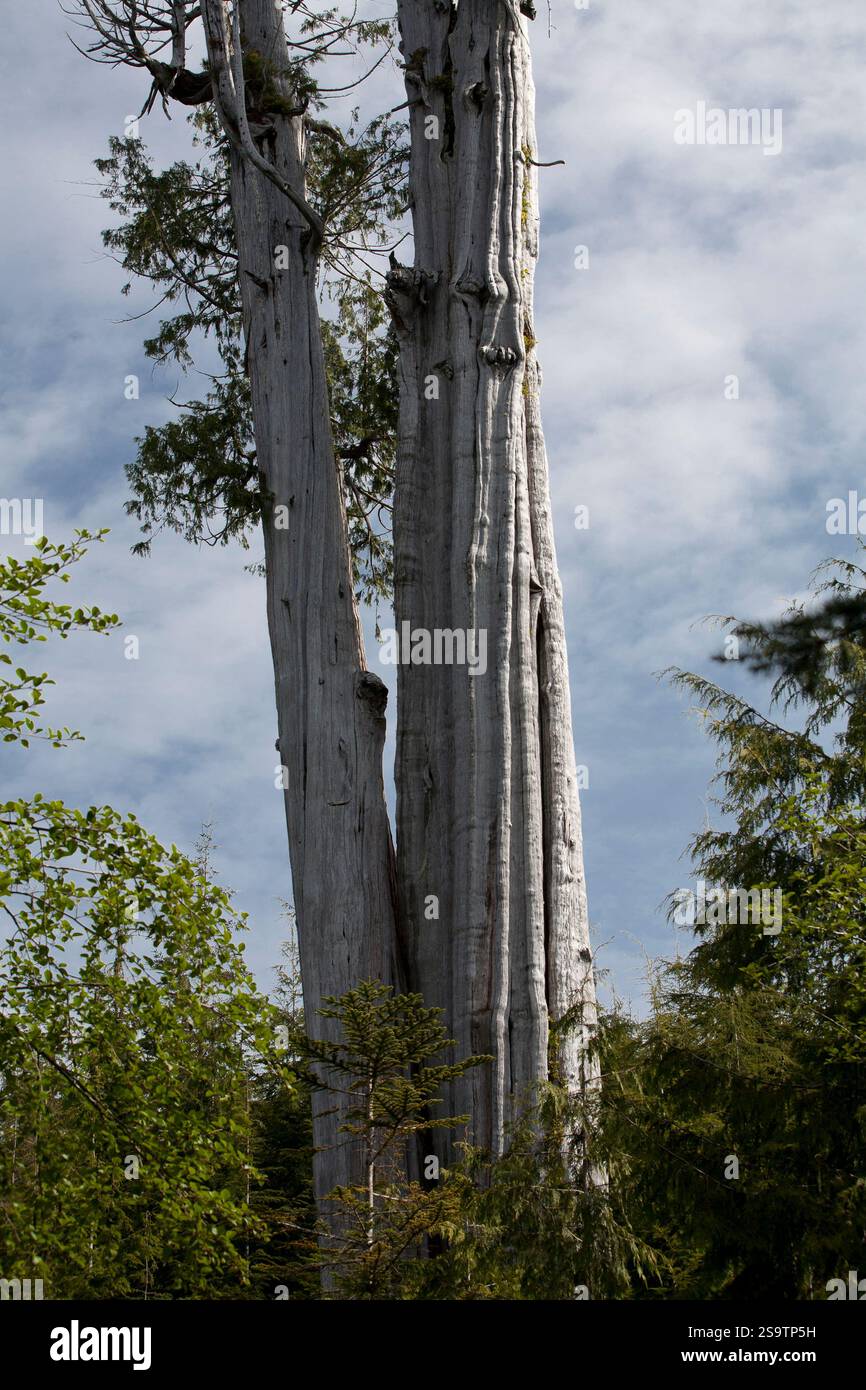 Westren red cedar hi-res stock photography and images - Alamy
